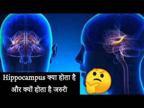 Hippocampus क्या होता है 🤔#shorts #youtubeshorts #trending #facts