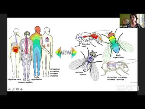 Engineering drosophila genome using CRISPR-Cas9 - Farmasi UNHAS Webinar Series