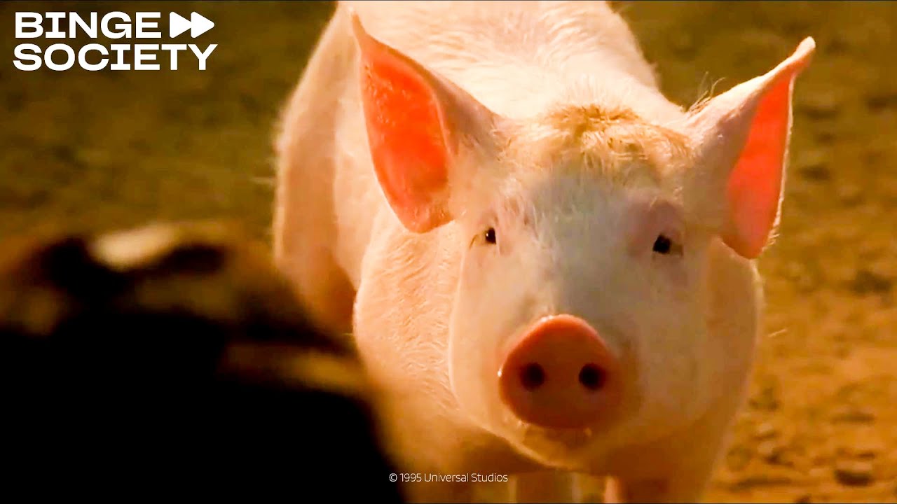 Babe, el puerquito valiente | Una mañana en la granja