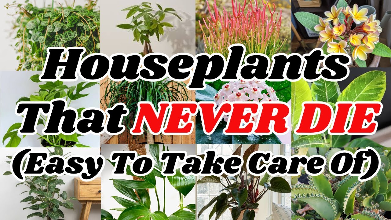 Top 20 EASIEST Plants To Look After (THESE NEVER DIE)