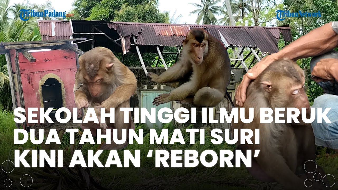 Hampir 2 Tahun 'Mati Suri', Sekolah Tinggi Ilmu Beruk di Pariaman ...