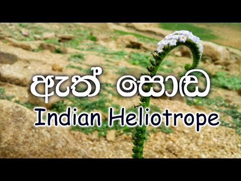 Ethhoda - Dimi biya- Eth setiya - Indian Heliotrope - Heliotropium indicum