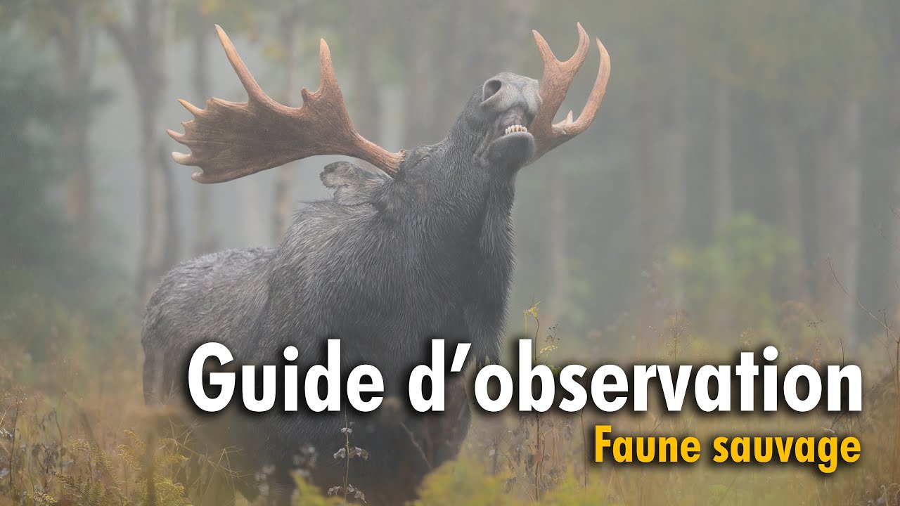 Guide ultime pour observer la faune sauvage du Québec – Astuces de photographe nature