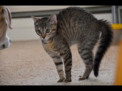 Bouncing, Bristling Cats – Lee Duigon