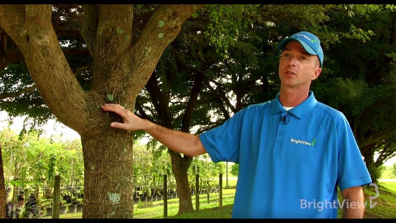 Why should I trim my trees and when is the best time to do it? | Ask BrightView