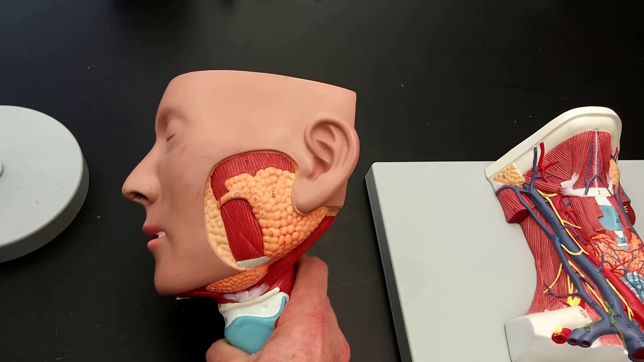 Lymphatic Structures in the Lab