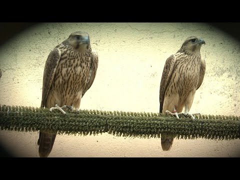 Spanish falcons feed Arab passion for raptor hunting | AFP