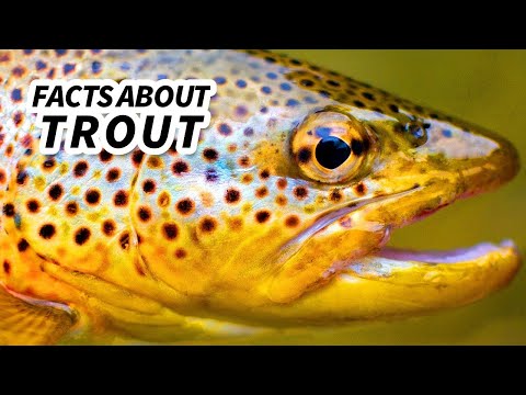 Trout Facts: a SALMON-LIKE fish | Animal Fact Files