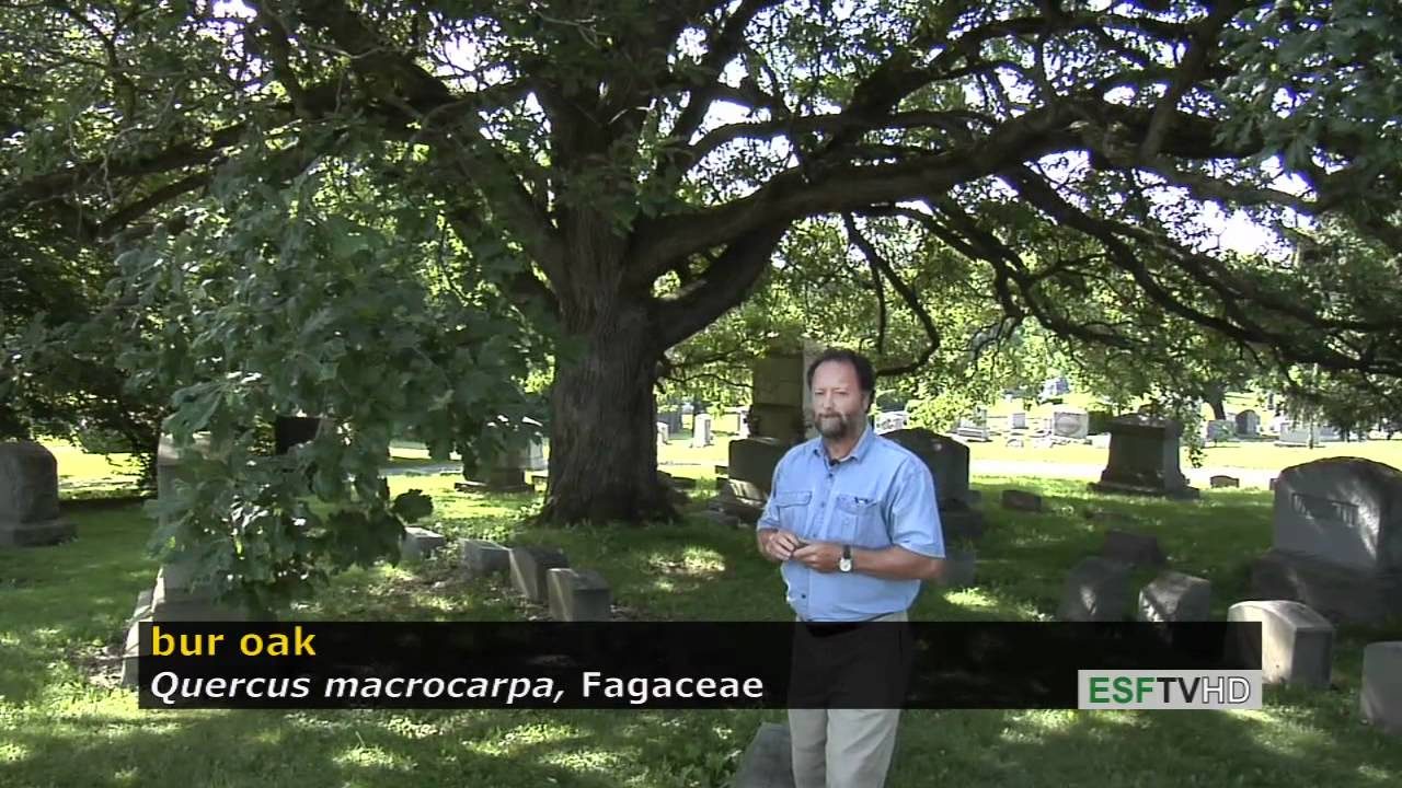 Trees with Don Leopold - bur oak