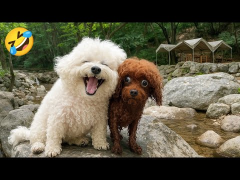 Funny videos of CATS🐱 and DOGS🐶 Best funny videos of ANIMALS 🤣2025
