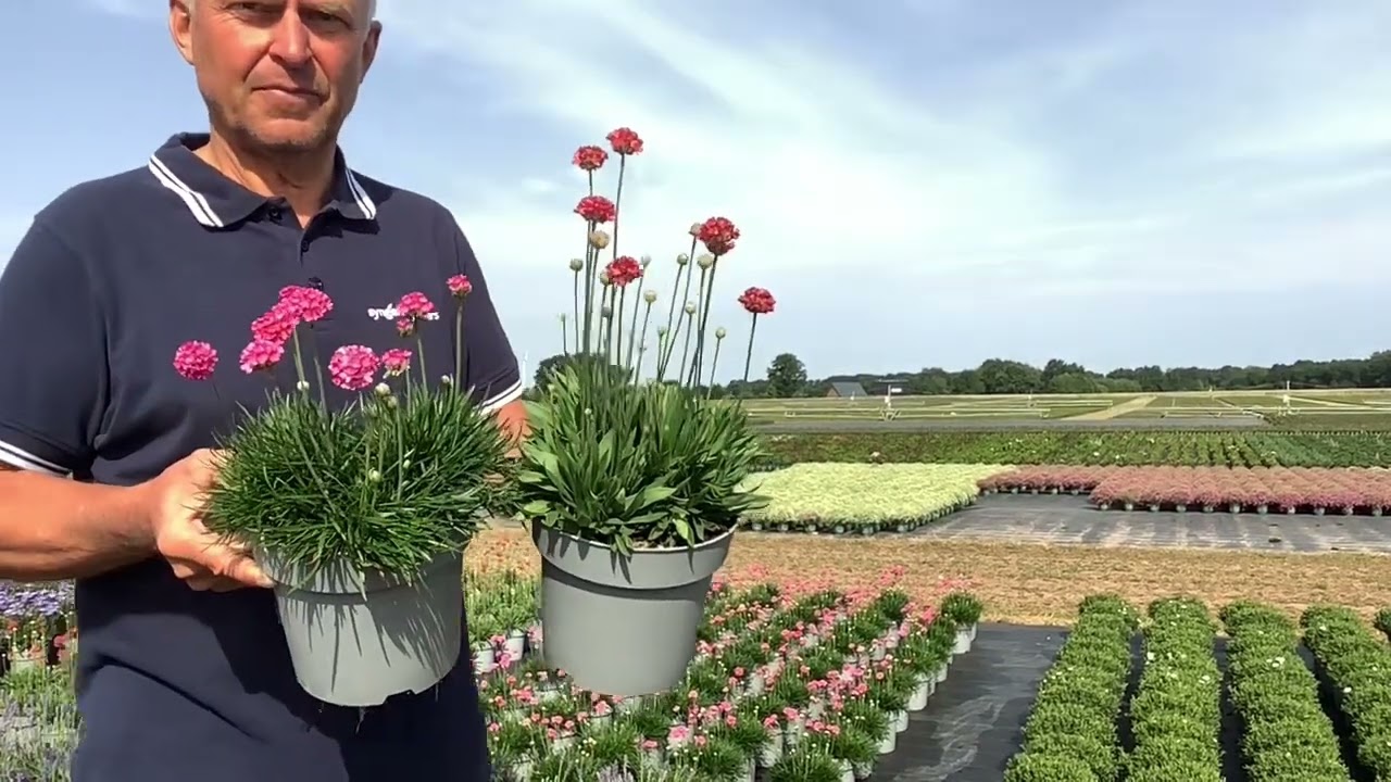 Armeria maritima Armada & pseudarmeria Ballerina Red