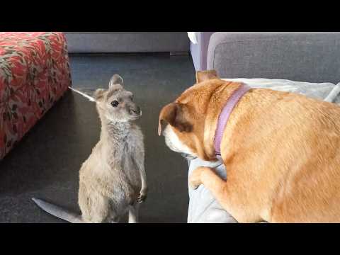 Hilarious Pet Moments | 1 Hour of FUNNY Animals