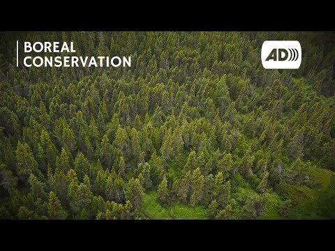 How BIG is the Boreal? (Audio Described)