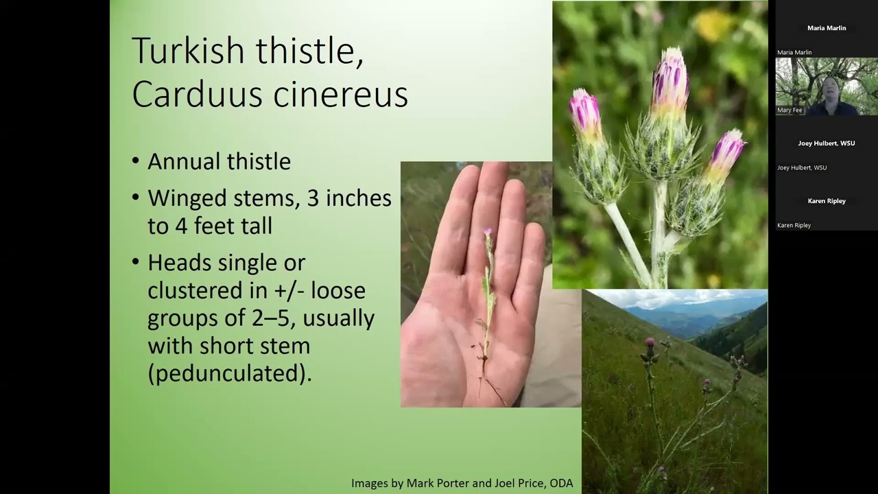Washington State Priority Noxious Weeds