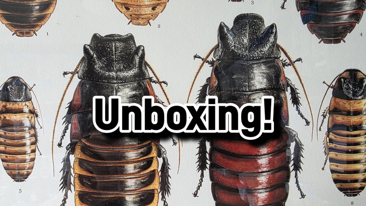 Unboxing Roaches and Roach Art!