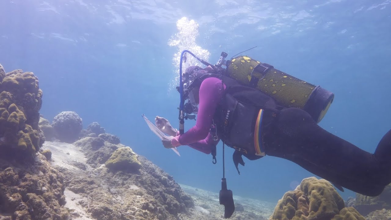 Coding to save our coral reefs