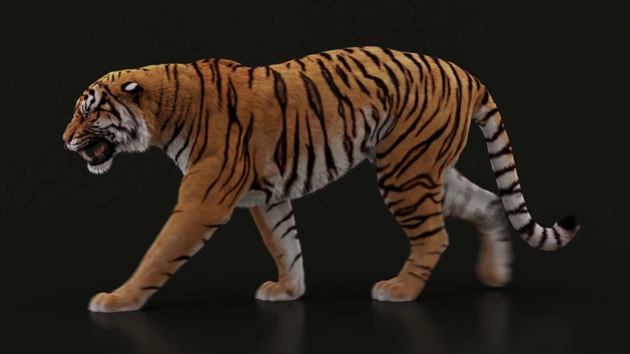 Bengal Tiger walk loop