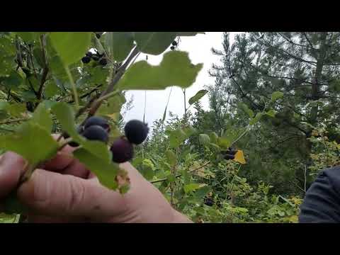 Saskatoon Berries - in service of flavour.