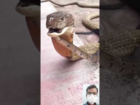 viral snake video || ???????????? #shorts #shortfeed #short