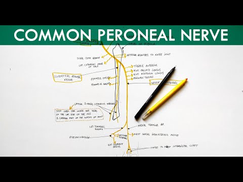 Common Peroneal Nerve - Deep Peroneal Nerve & Superficial Peroneal Nerve | Anatomy Tutorial