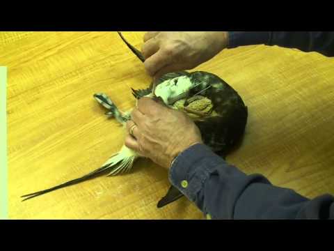 wiring leg flying waterfowl mount.mp4