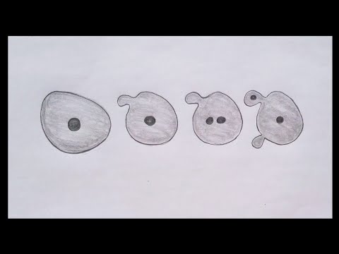 10th biology experiment 14.2 drawing - Budding in yeast drawing