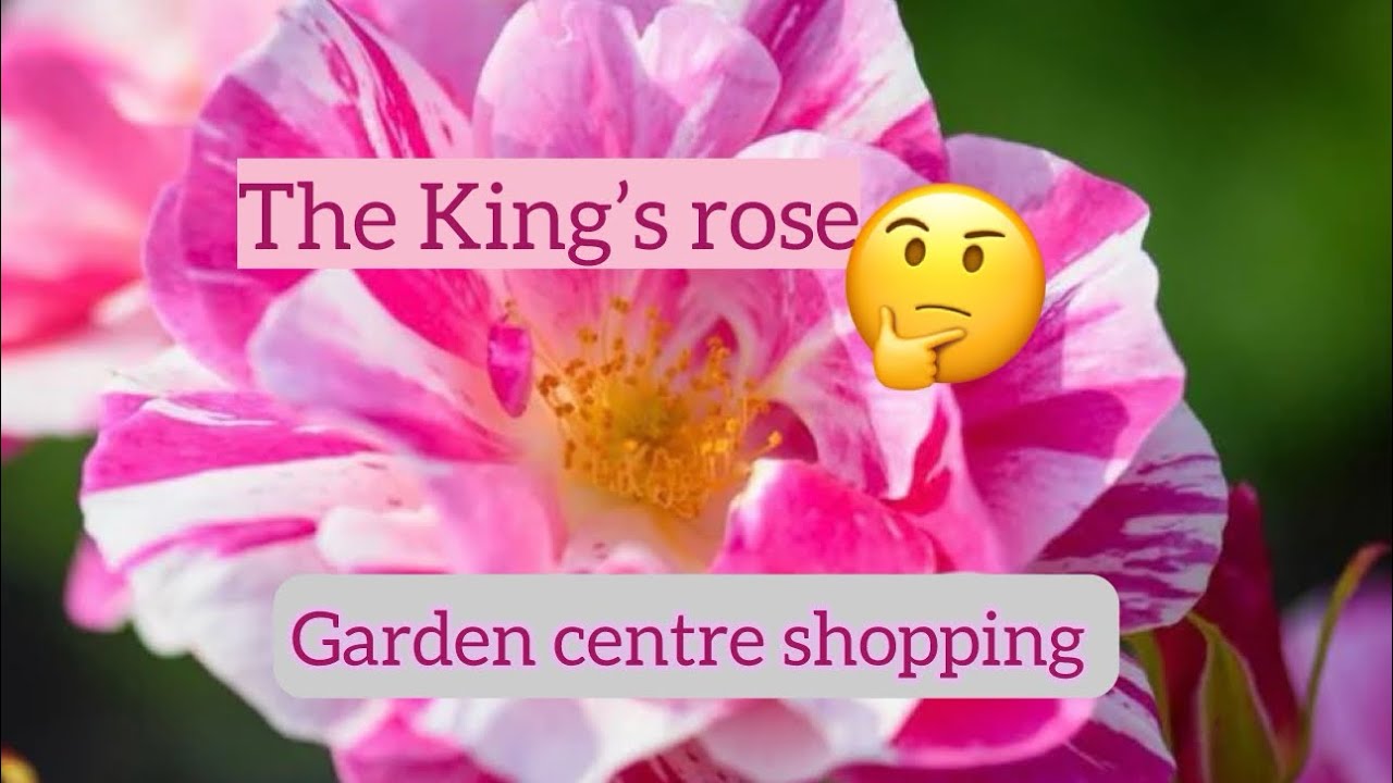 Garden centre shopping | The king’s rose| David Austin roses| Uncle Tom’s tonic 