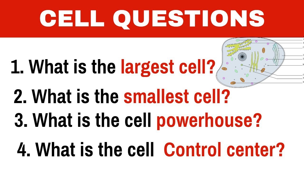 Can you answer these 20 questions about cells? 
