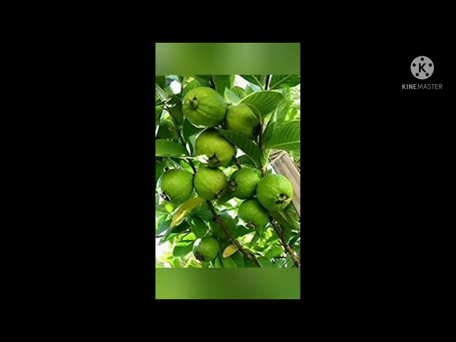 Fruit Plants - L49 Thai Guava Plant Guava Tree, Amrud, Psidium Guajava (Sardar L49, Grown ...