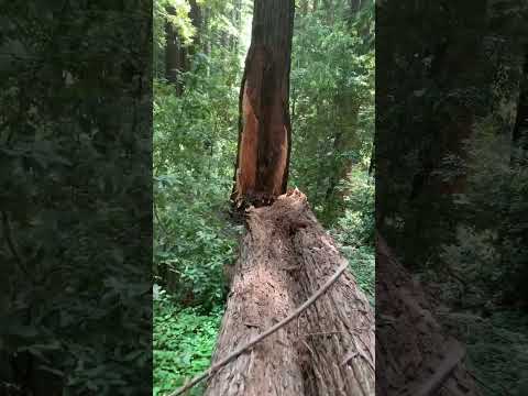 Redwoods: The Honey Badger of Trees #trees #redwood #forest #chainsaw #timber #roots #tallest #split