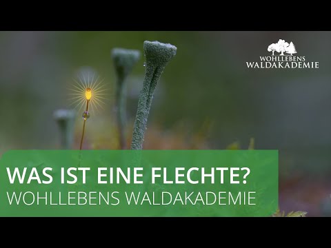 Was ist eine Flechte? - Wohllebens Waldakademie