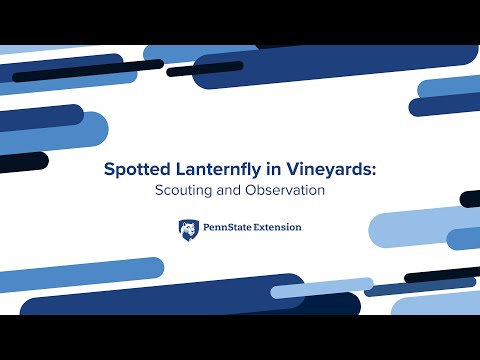 Spotted Lanternfly in Vineyards: Scouting and Observation