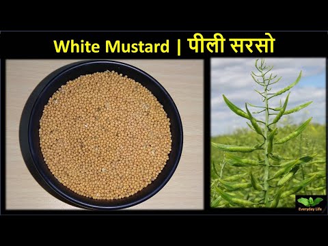 पीली सरसो | Yellow Mustard | White Mustard | Yellow Mustard Vs Black/Brown Mustard | # 121