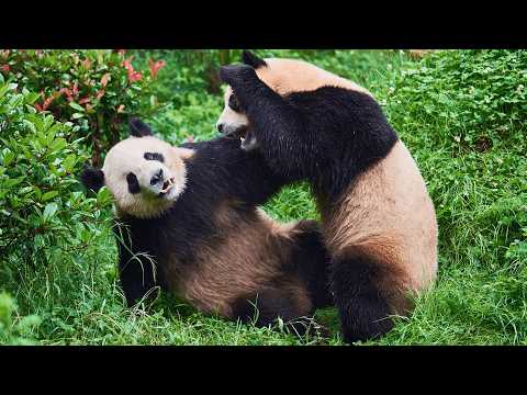 Why Are Giant Pandas So Unique? Discover Their Incredible Traits!