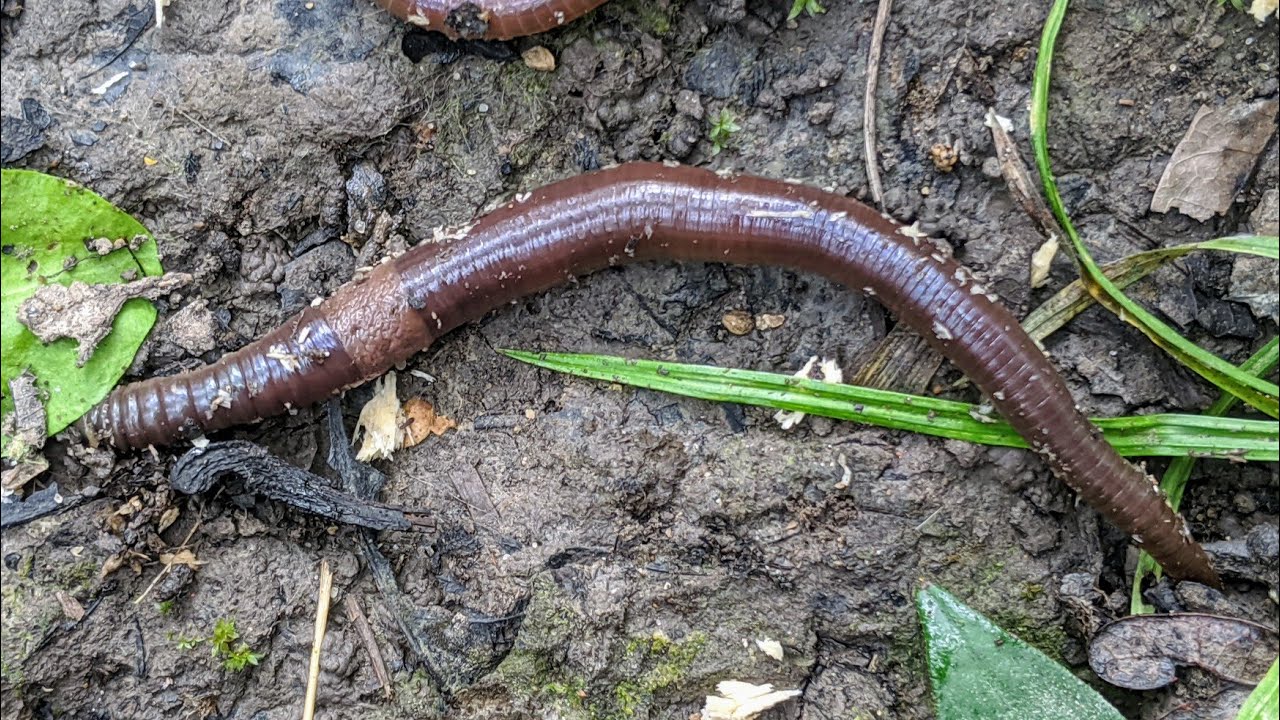 Invasive Jumping Worms: Threat or Opportunity?