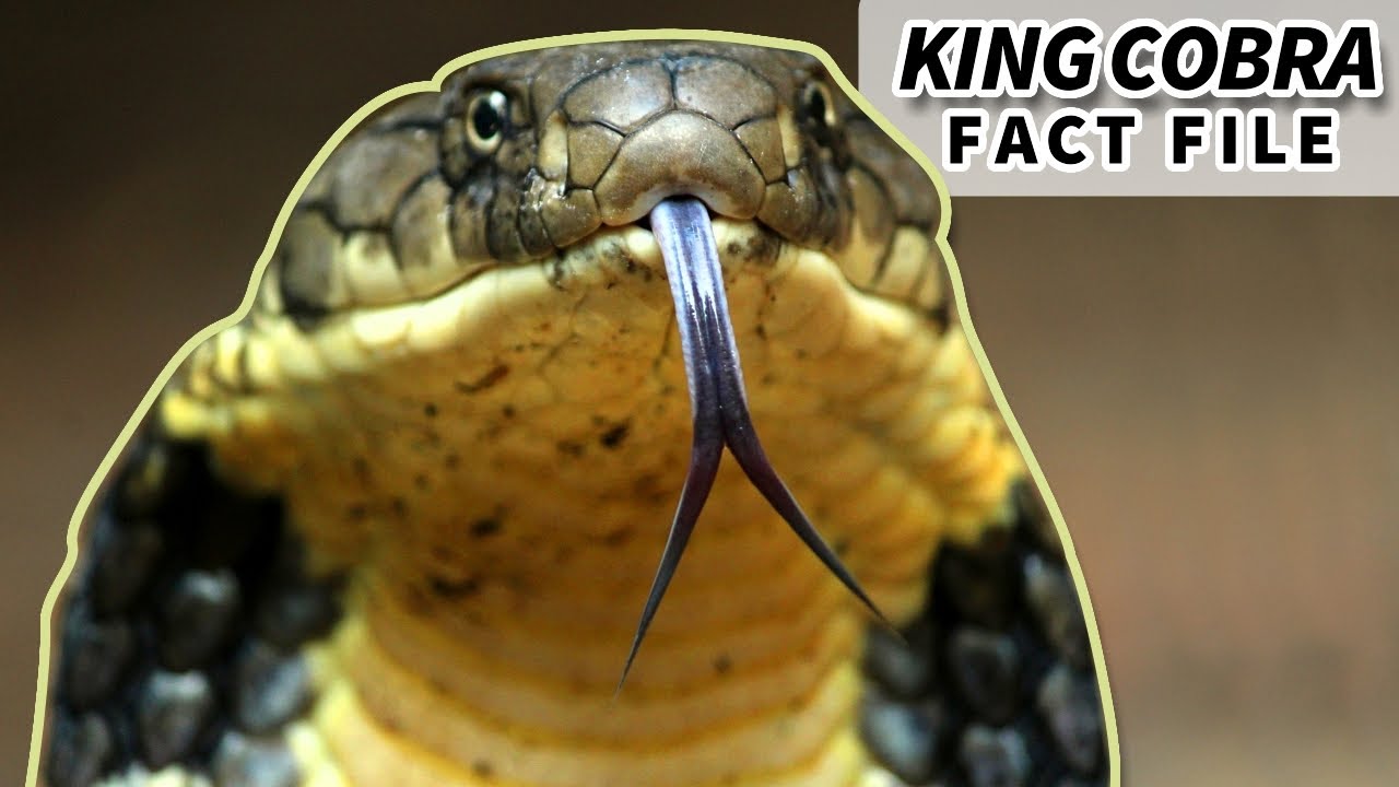 King Cobra facts: the LONGEST VENOMOUS snake | Animal Fact Files