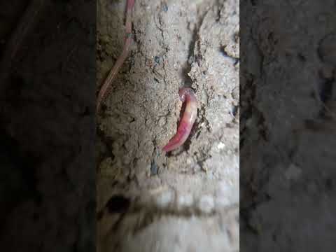 Transfer Of Blood In EARTHWORM.