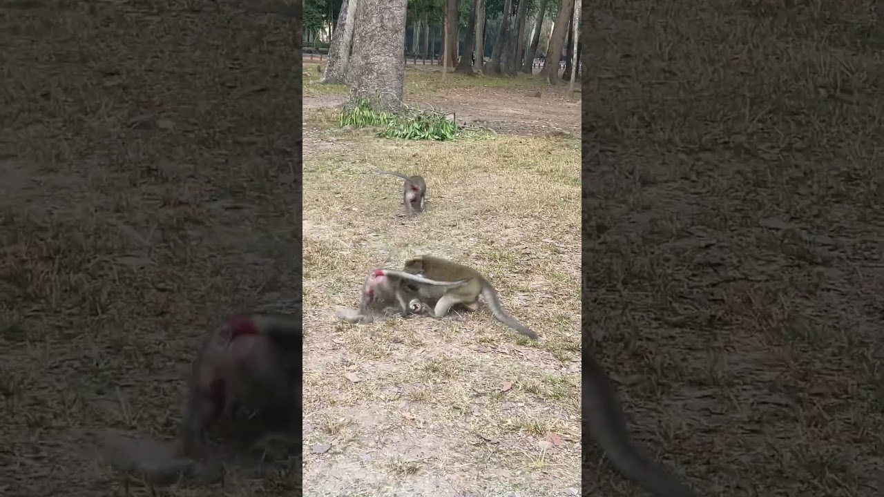 Monkey breeding #monkey #animals #monkeylove