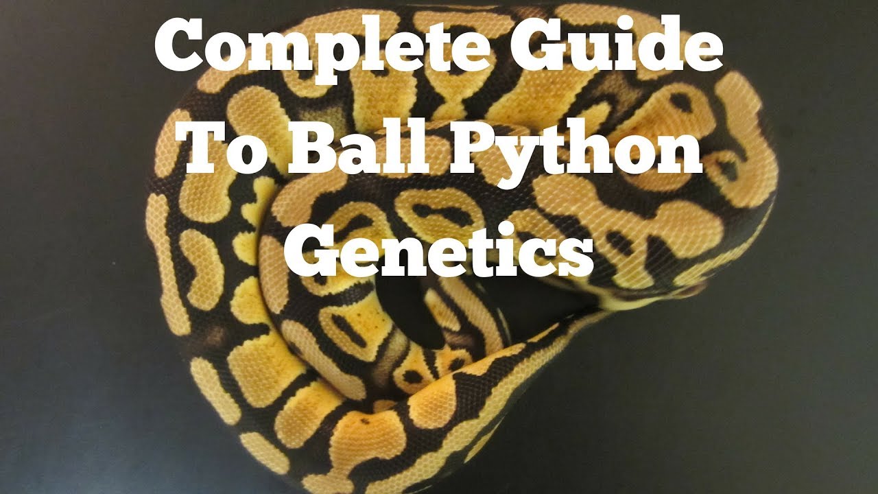A Complete Guide To Ball Python Genetics - Benjamin's Exotics