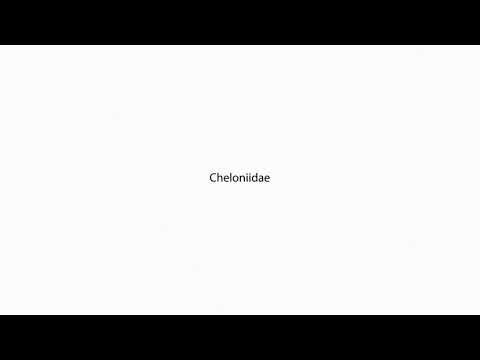 Cheloniidae PRONUNCIATION