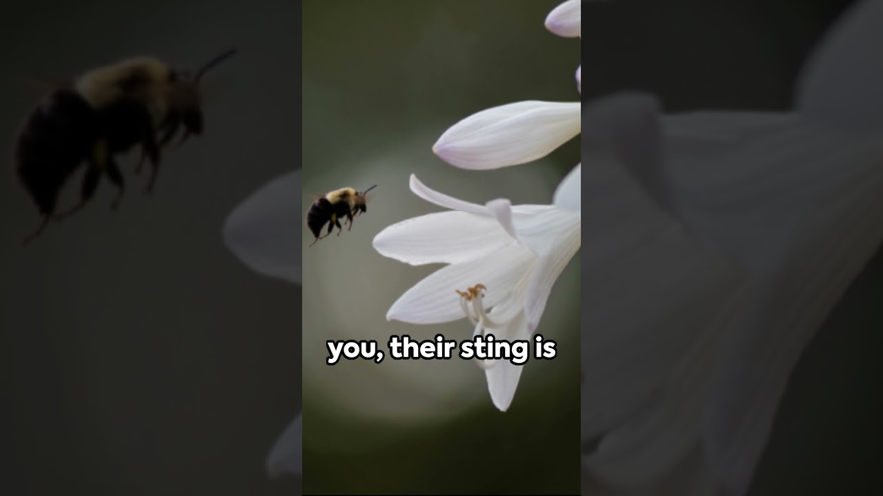 Bumble Bee vs Carpenter Bee: Spot the Difference