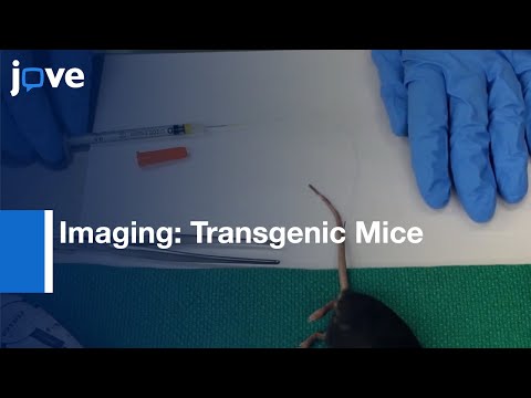 Brain Pericyte Calcium & Hemodynamic Imaging in Transgenic Mice | Protocol Preview