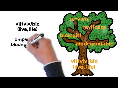 Root Words Lesson