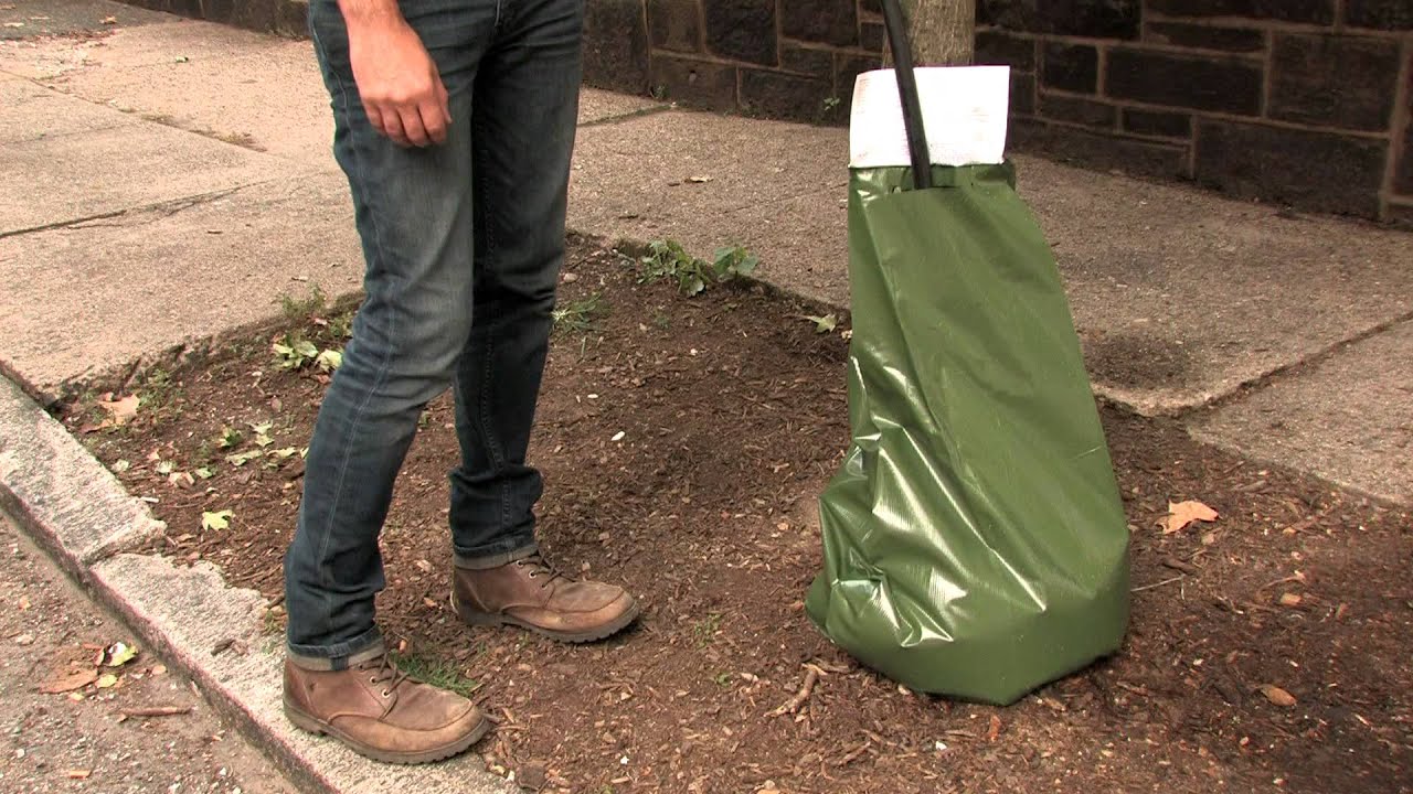 PHS Presents Basic Tree Care: Watering