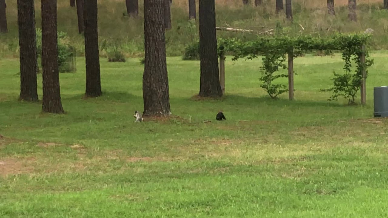 Is it squirrel mating season?