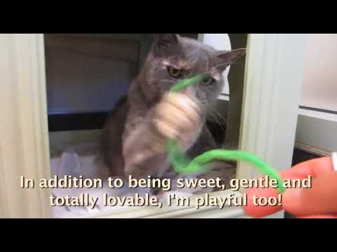 Luna, 7-year old spayed female cat with a short, dilute tortoiseshell coat