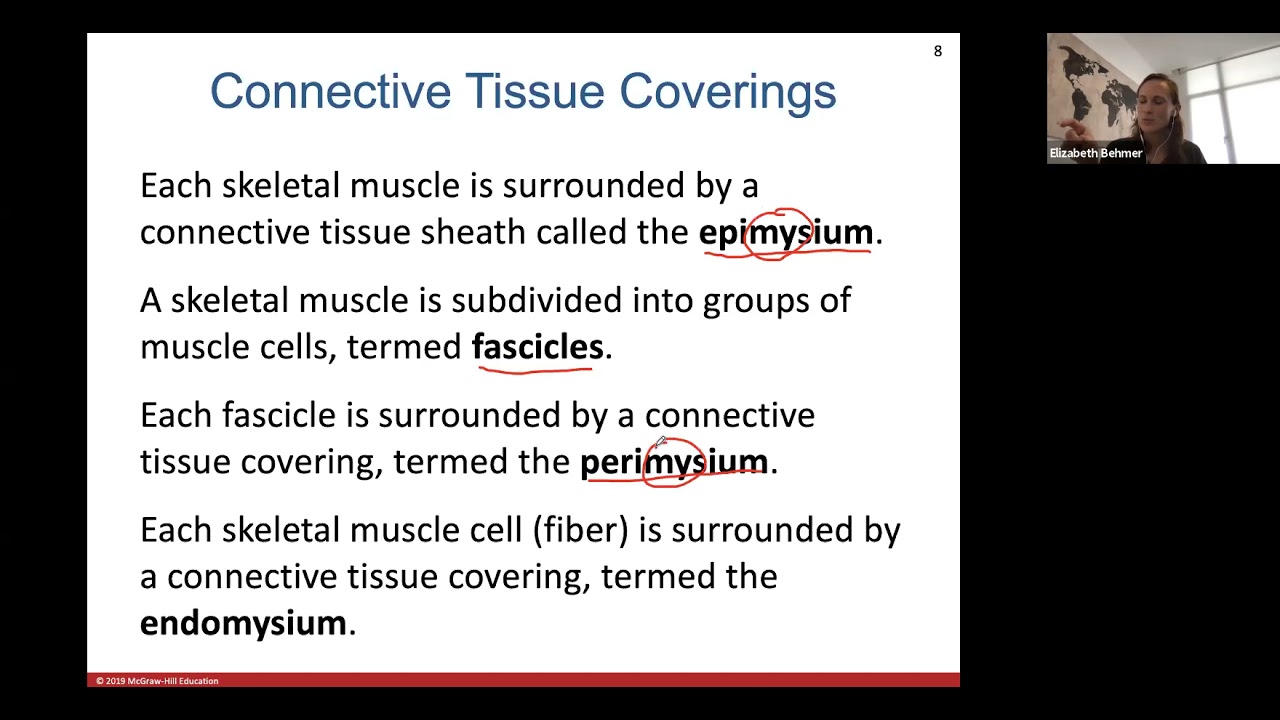 Ch. 7 (Muscle System - Part 1)
