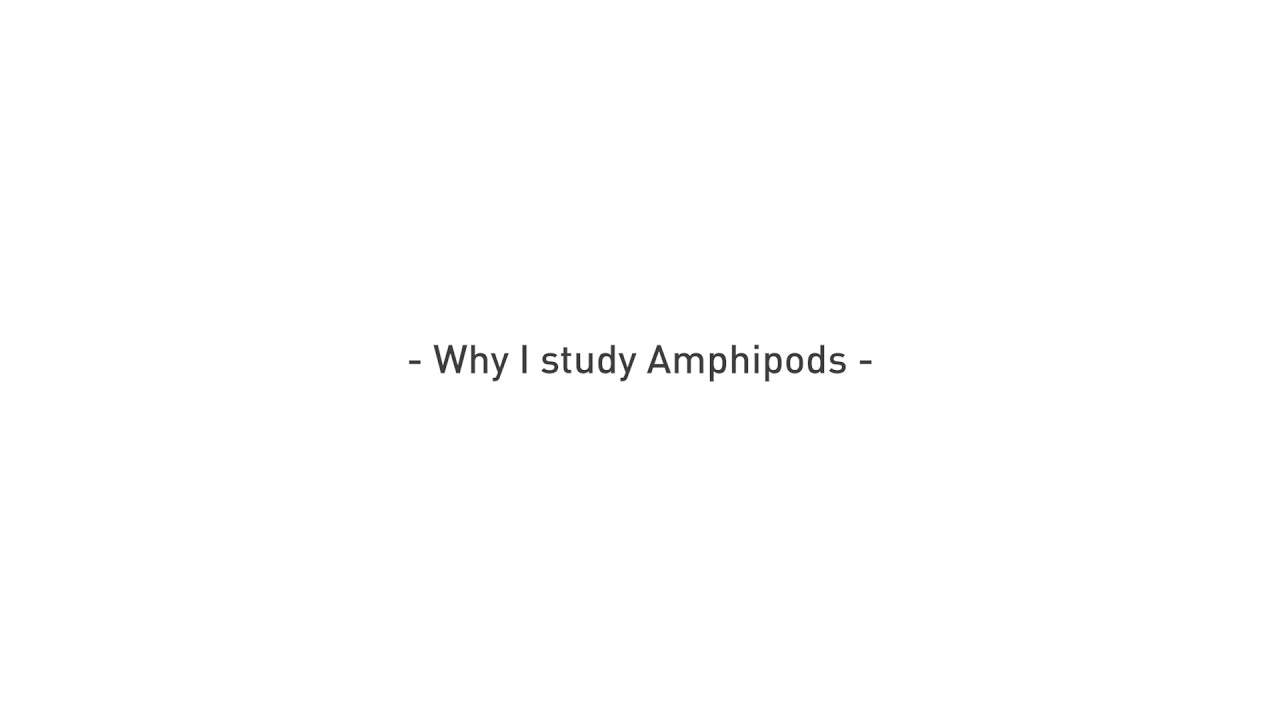 Why I Study Amphipods