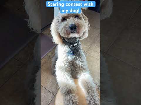 Try this with your dog you’ll be surprised! #dog #facebook #tiktok ##shorts
