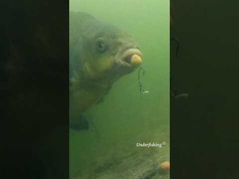 When you get done by a bream #carp #fishing #underwater